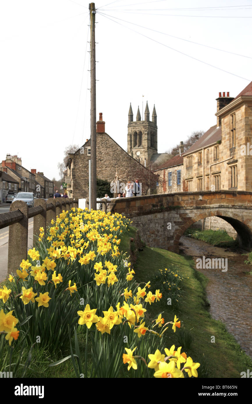 DAFFODILS ALL SAINTS CHURCH HELMSLEY YORKSHIRE HELMSLEY NORTH YORKSHIRE ...