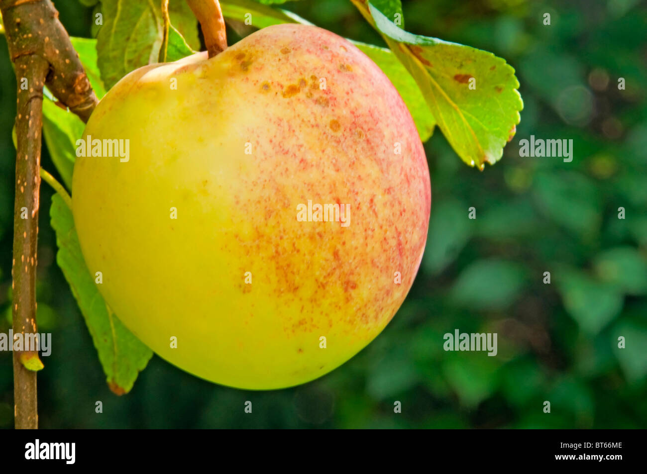 apple on a tree Stock Photo - Alamy