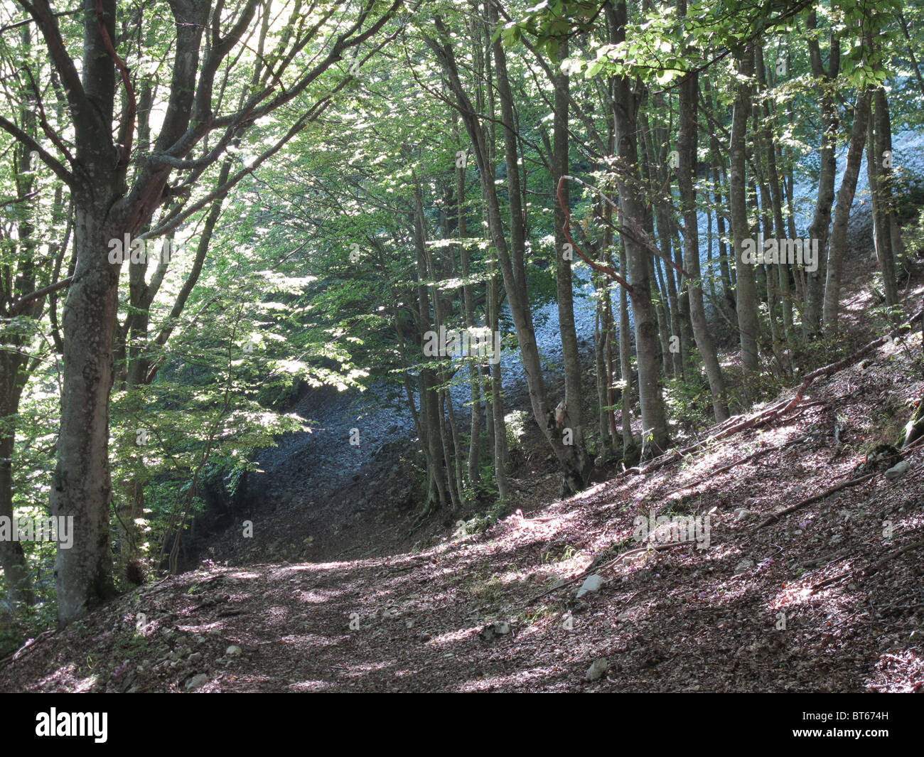 Woodland slope hi-res stock photography and images - Alamy
