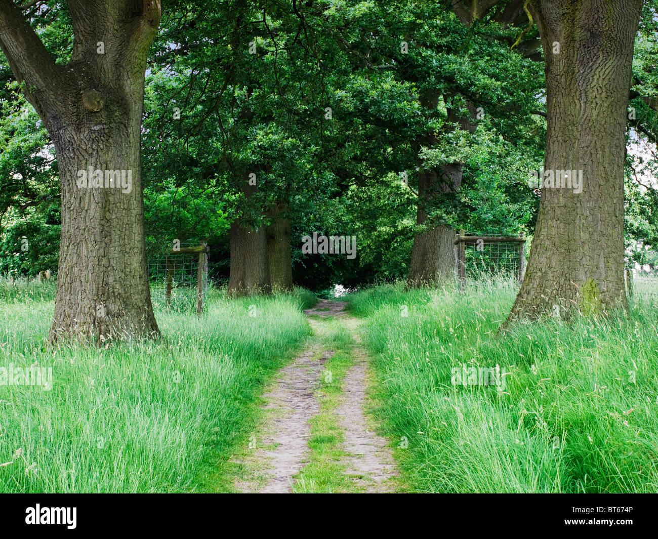 footpath through woodland between trees Stock Photo - Alamy