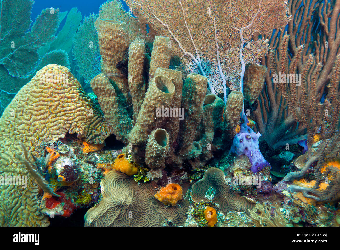 Coral reef off the coast of Roatan Honduras Stock Photo - Alamy