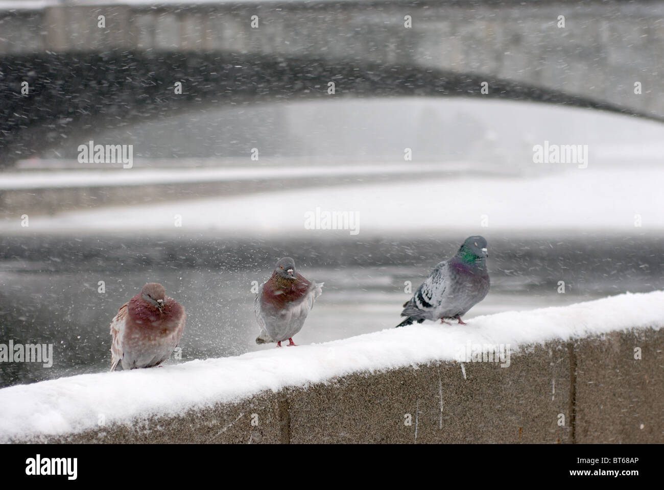 Ice pigeons hi-res stock photography and images - Alamy