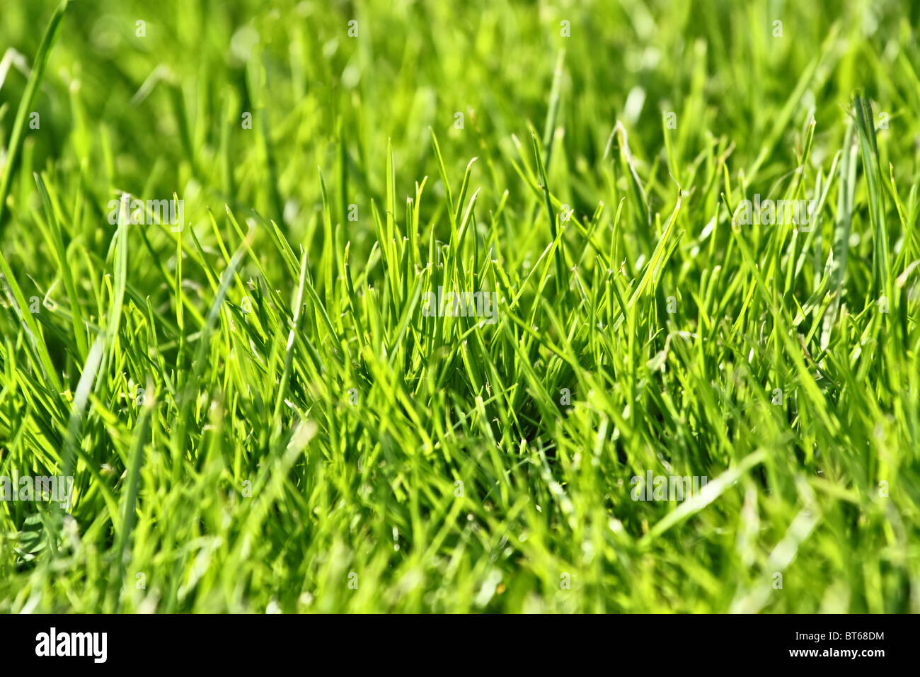 photo of nice grass for background Stock Photo - Alamy