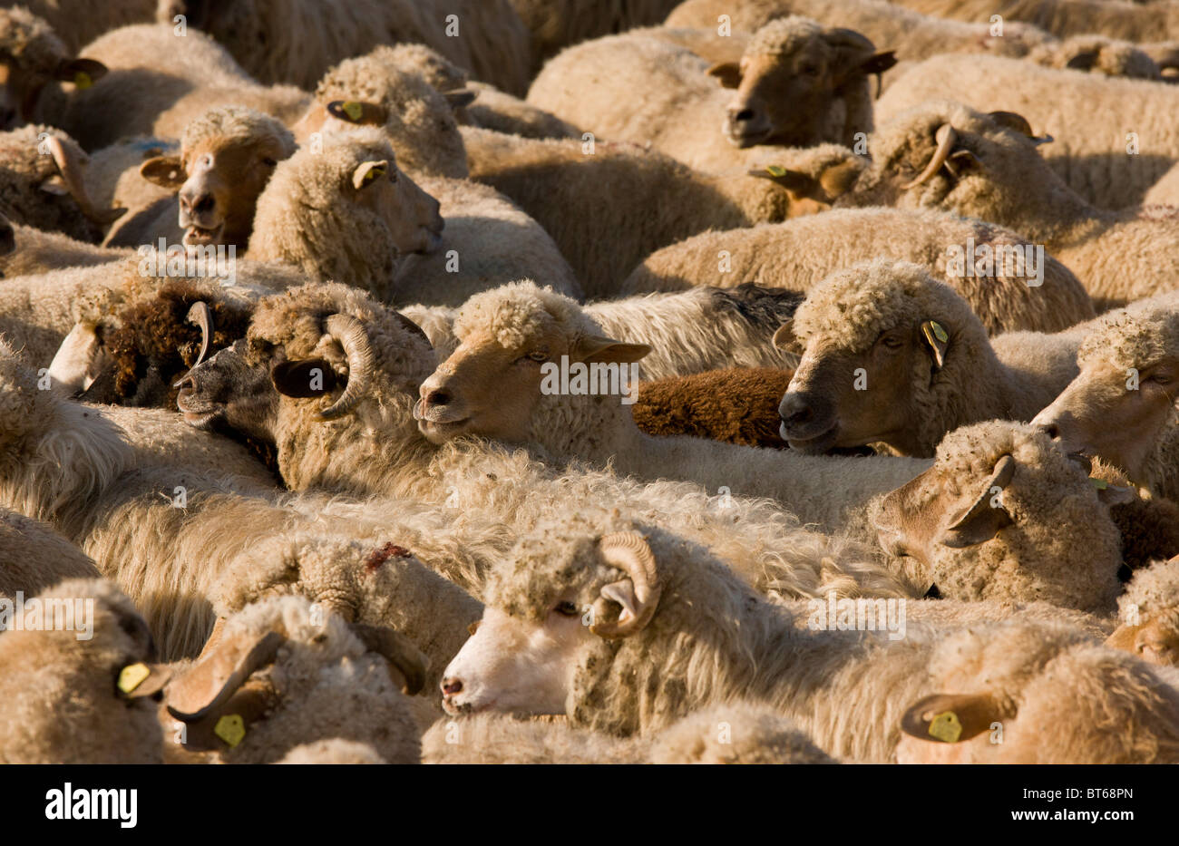 shepherds and communal sheep flock at traditional sheep-fold near ...