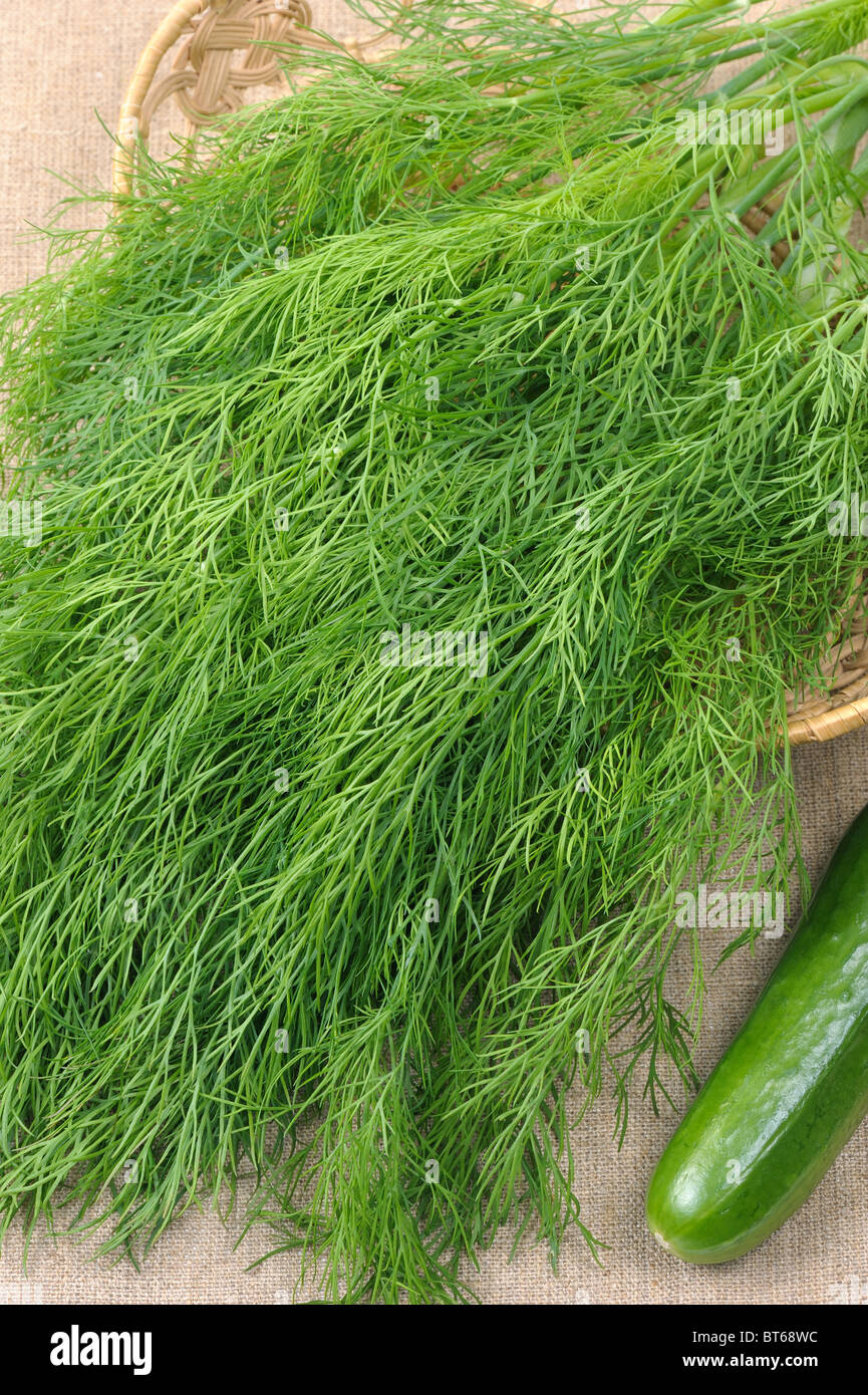 Dill aroma hi-res stock photography and images - Alamy