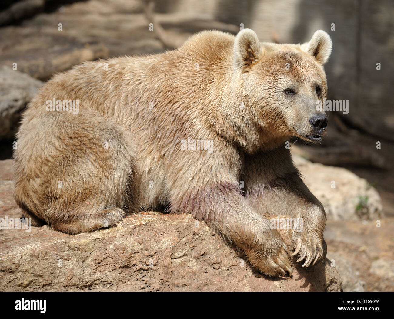 Bear teeth claws hi-res stock photography and images - Alamy