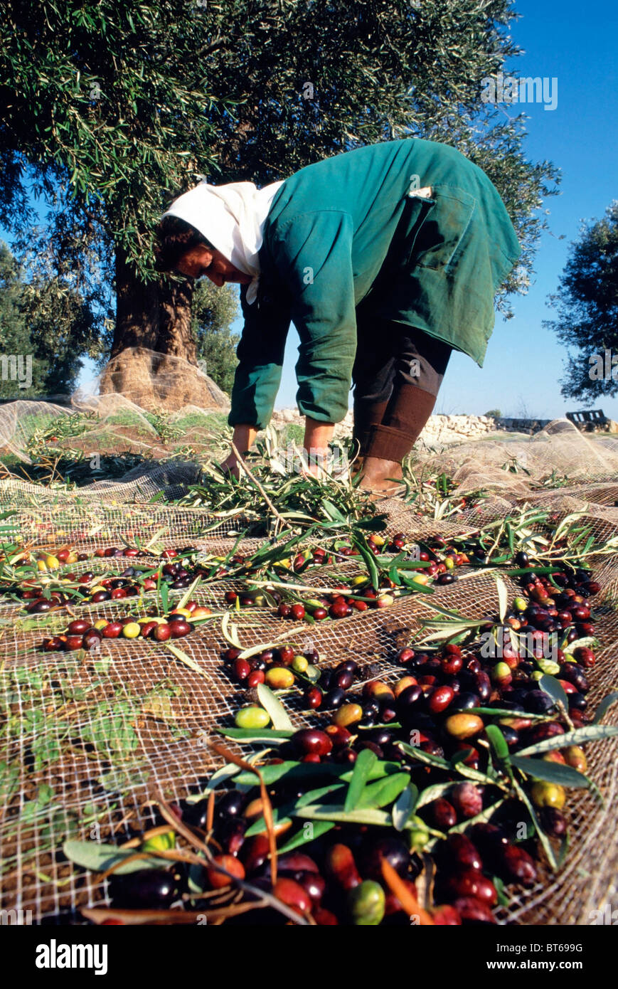 Olives collecting, Puglia, Apulia, Italy, Europe Stock Photo - Alamy