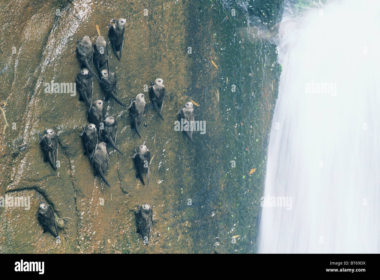 Great Dusky Swift, (Cypseloides senex), roost by waterfalls, Iguacu ...