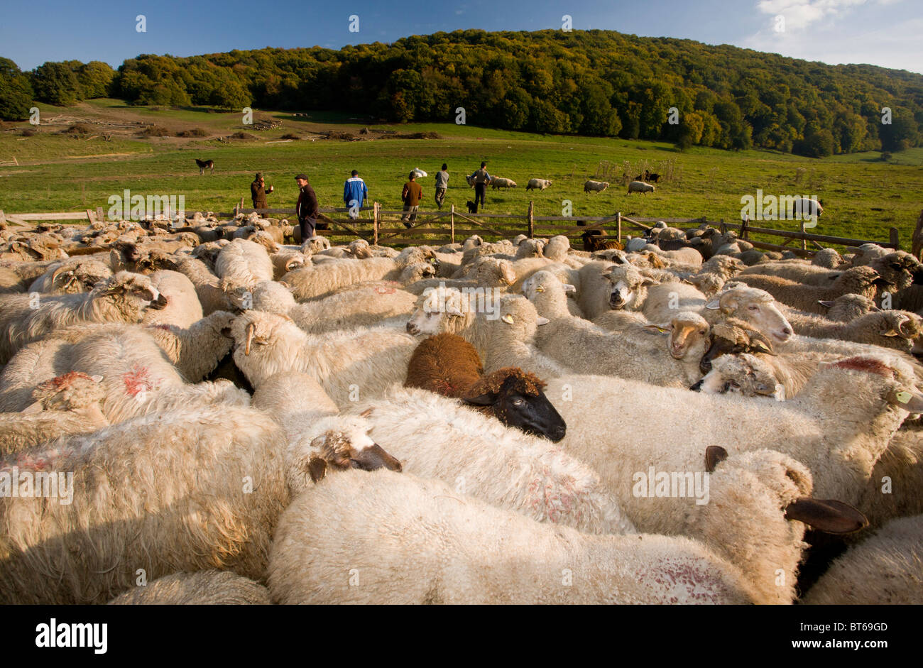 Shepherds and sheep hi-res stock photography and images - Alamy