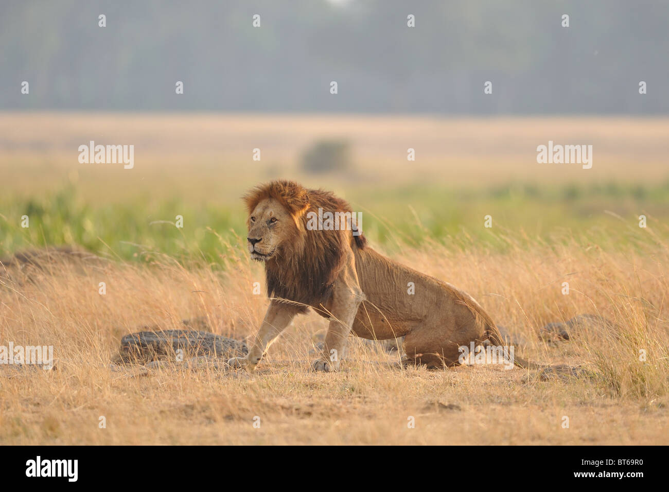 Lion standing up hi-res stock photography and images - Alamy