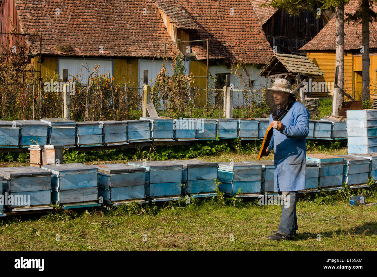 Bee-keeper among his hives in the old saxon village of Mesendorf ...
