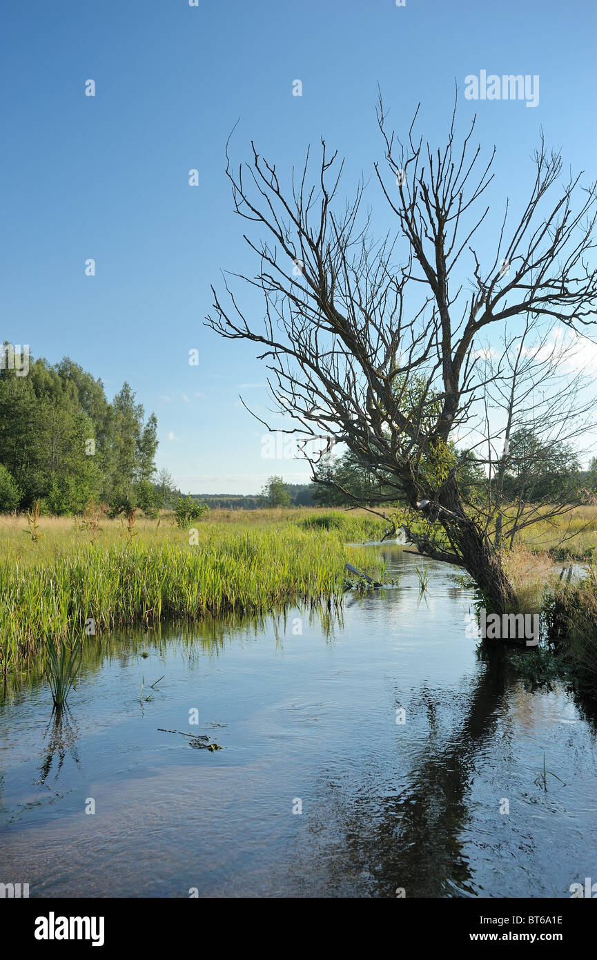 Stream and tree Stock Photo - Alamy