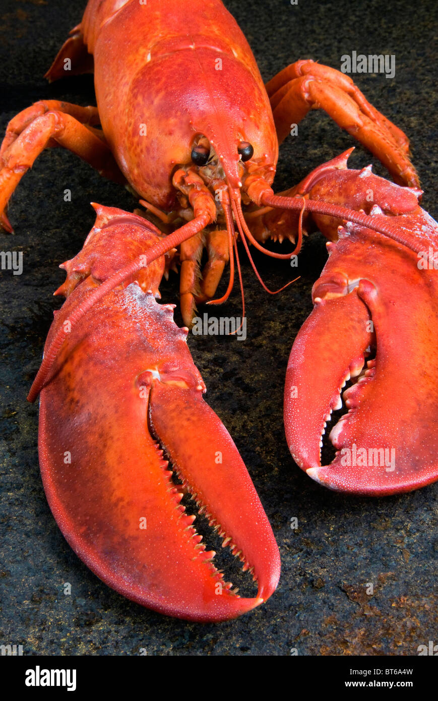 Lobster (Homarus americanus Stock Photo - Alamy