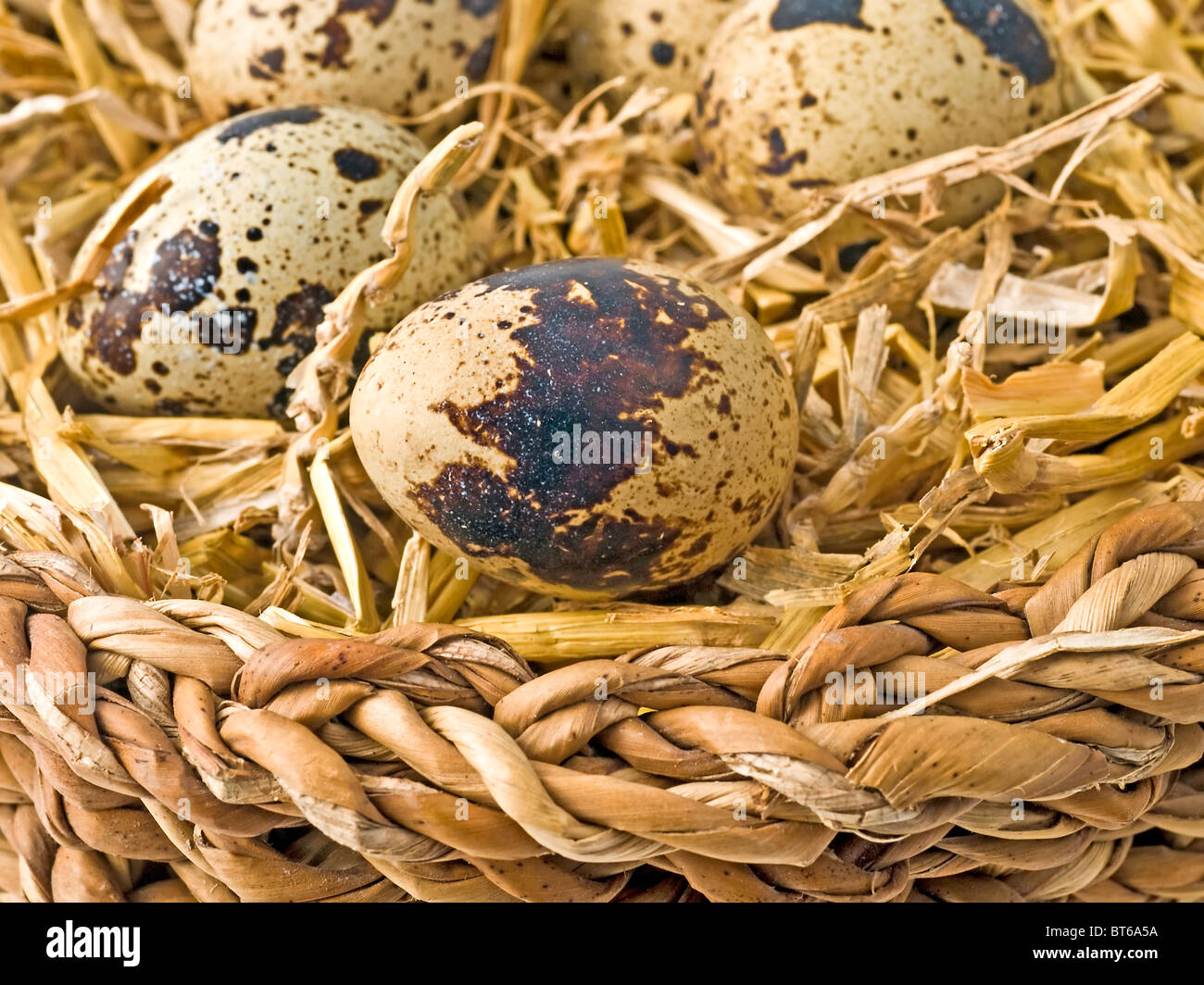 eggs of quail Stock Photo - Alamy