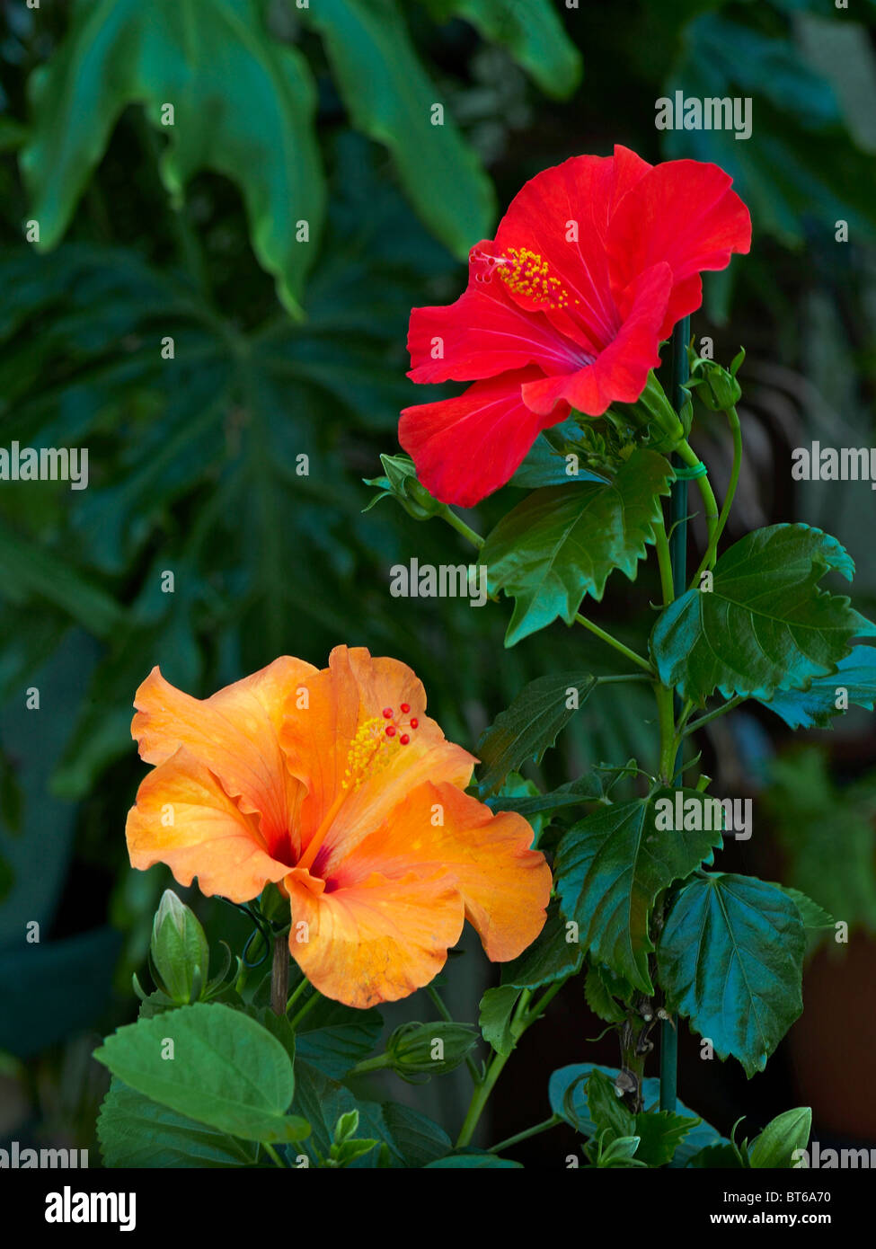 Close up picture of flowering Hibiscus Rosa-sinensis Stock Photo - Alamy