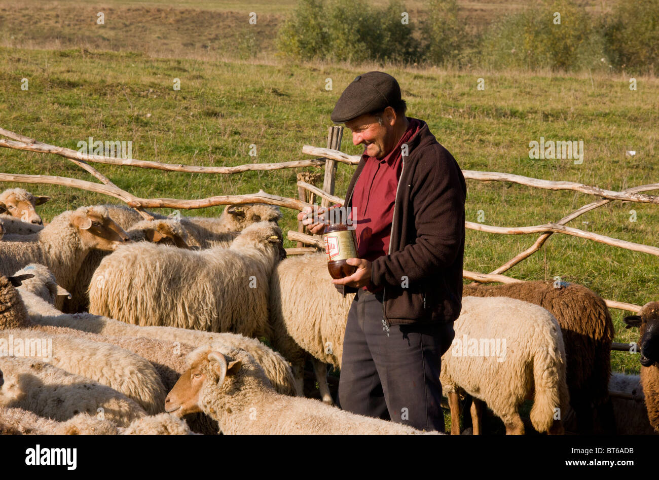 Sheep marking hi-res stock photography and images - Alamy