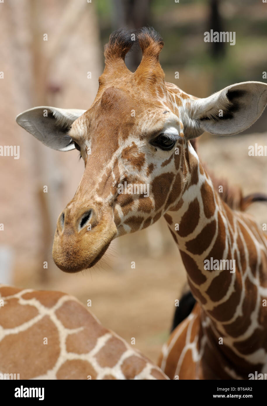 Mammal giraffe spotted ruminant hi-res stock photography and images - Alamy