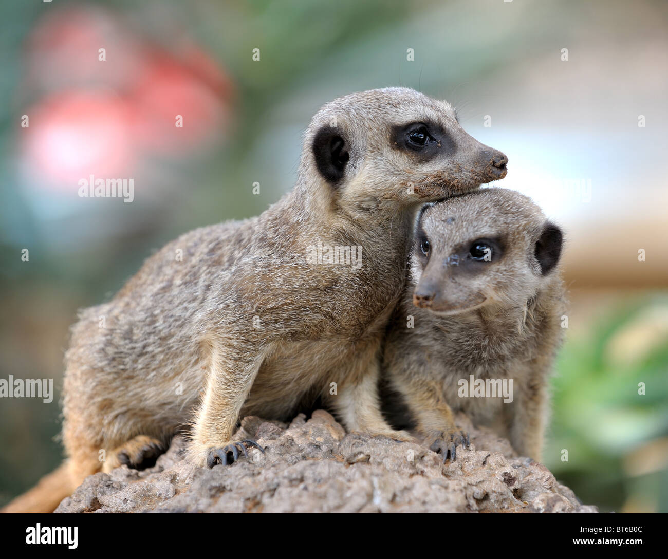 Meerkat hi-res stock photography and images - Alamy