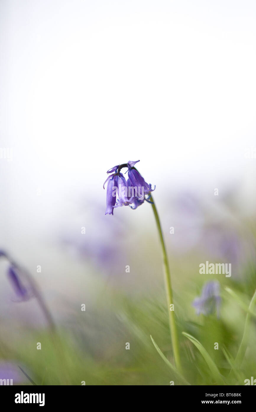A bluebell in spring Stock Photo - Alamy