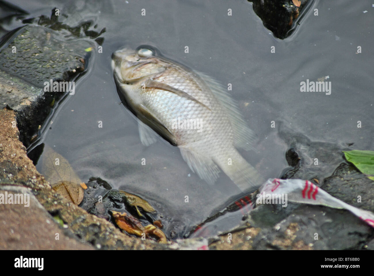 Dead Fish Lake Camp Florida