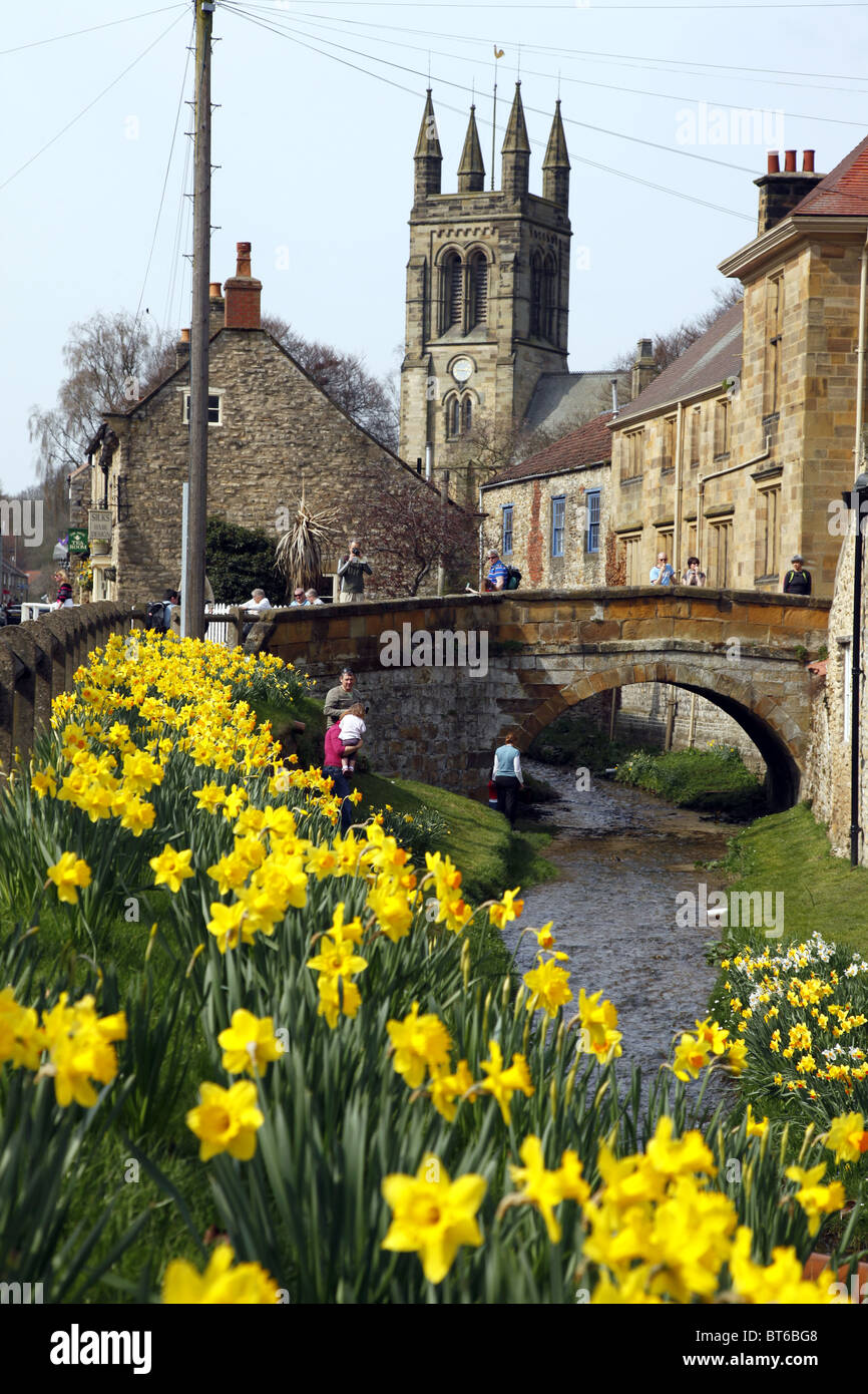 DAFFODILS ALL SAINTS CHURCH HELMSLEY YORKSHIRE HELMSLEY NORTH YORKSHIRE ...