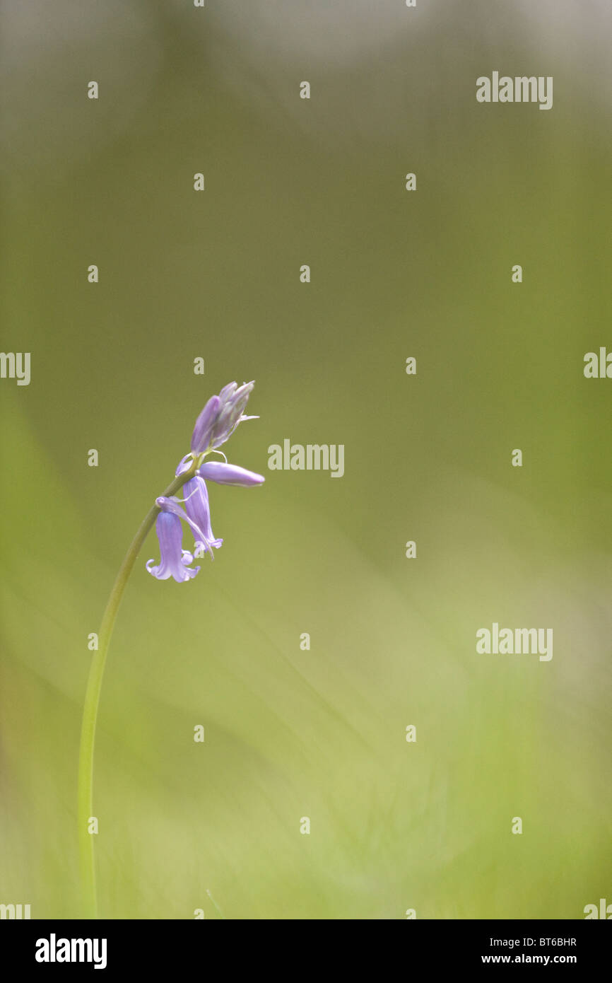 A bluebell in spring Stock Photo - Alamy
