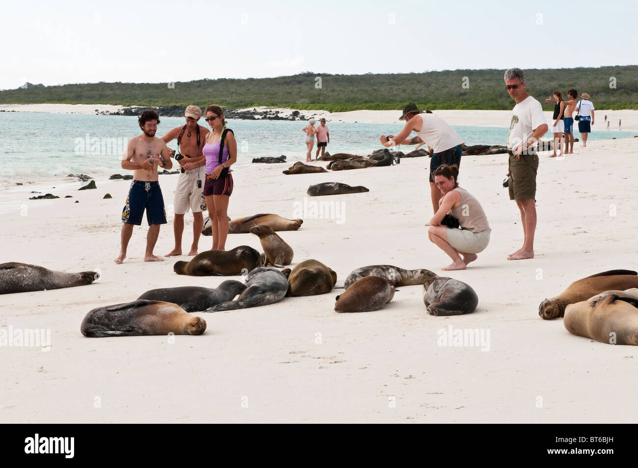 Galapagos Islands, Ecuador. Sea lion (Zalophus wollebaeki), Gardner Bay ...