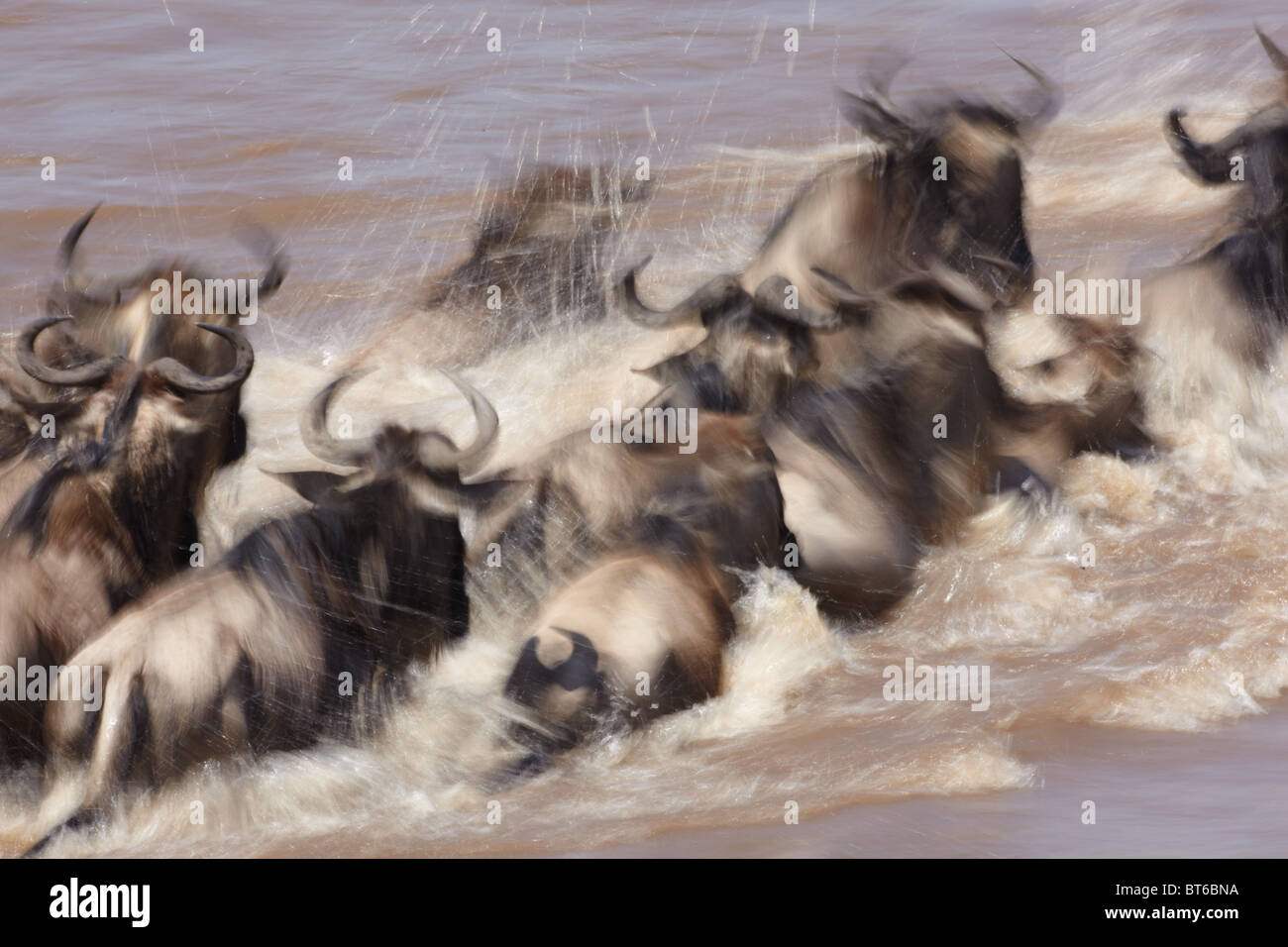 Wildebeest crossing the Mara River Stock Photo - Alamy
