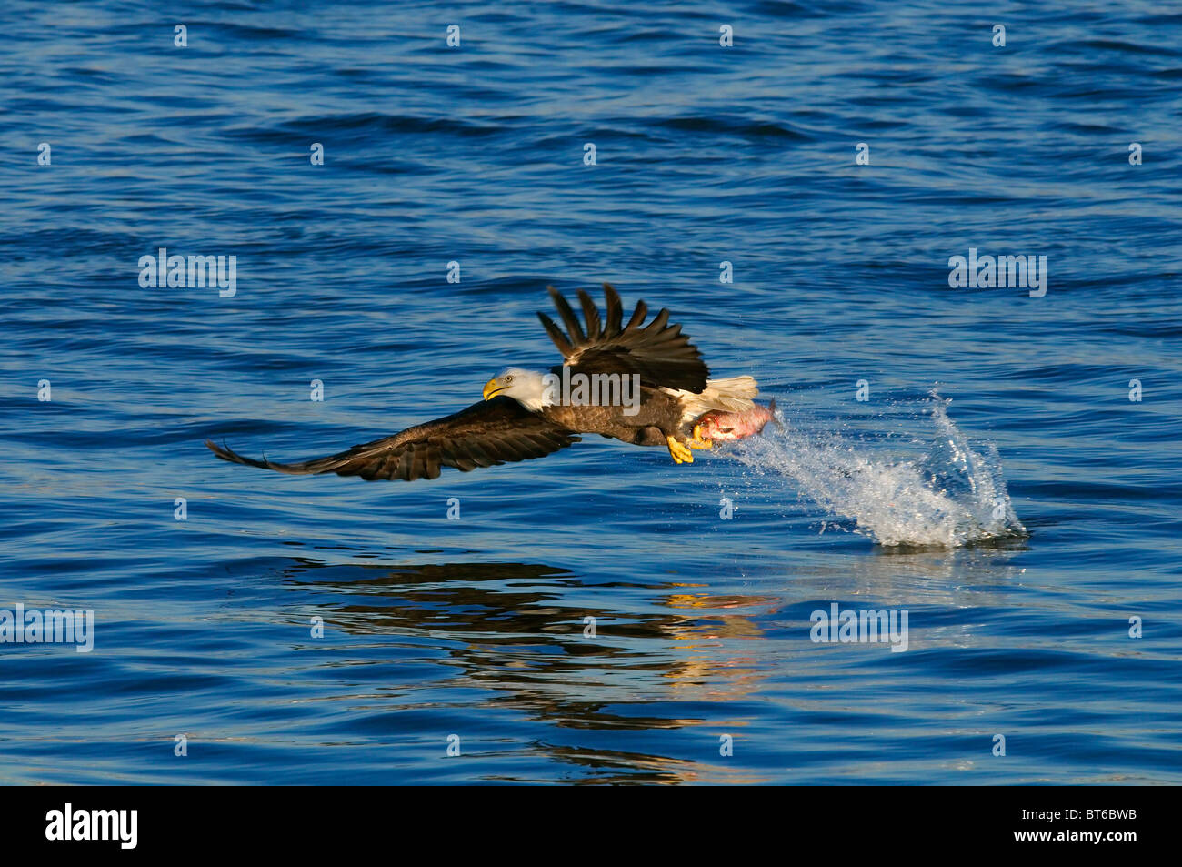 Bald Eagle catching fish Stock Photo - Alamy