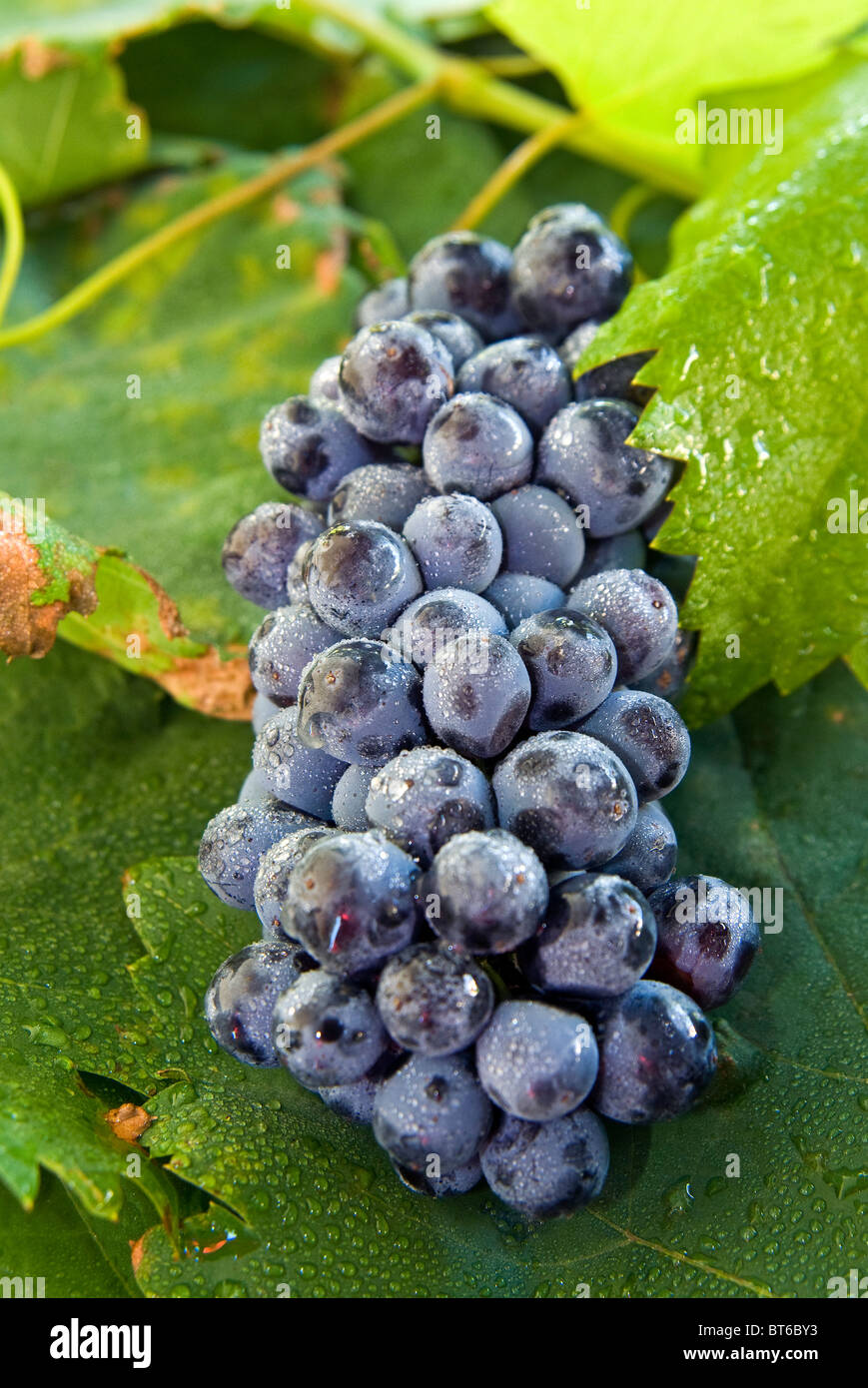 Black grape cluster Stock Photo - Alamy