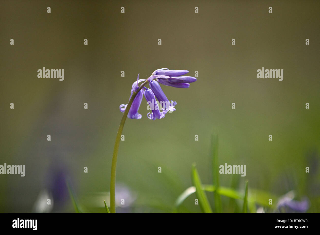 A bluebell in spring, close up Stock Photo - Alamy