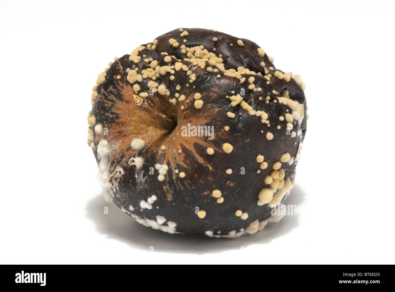 old rotten apple Stock Photo - Alamy