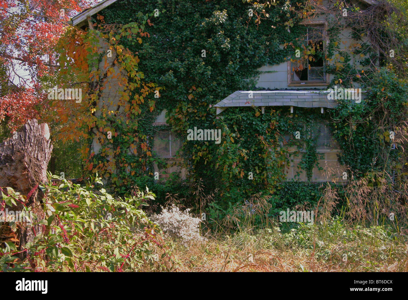 A neglected house completely overgrown with weeds Stock Photo - Alamy