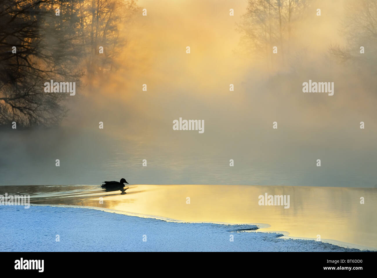 Frosty winter morning Stock Photo - Alamy