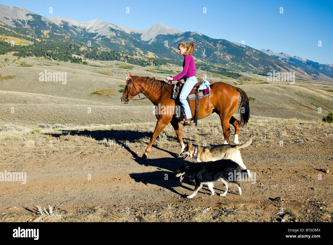 Woman riding her quarter horse in autumn, Poncha Pass, Rio Grande ...