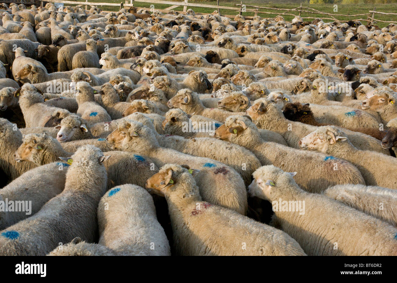 communal sheep flock at traditional sheep-fold near Saschiz, in autumn ...