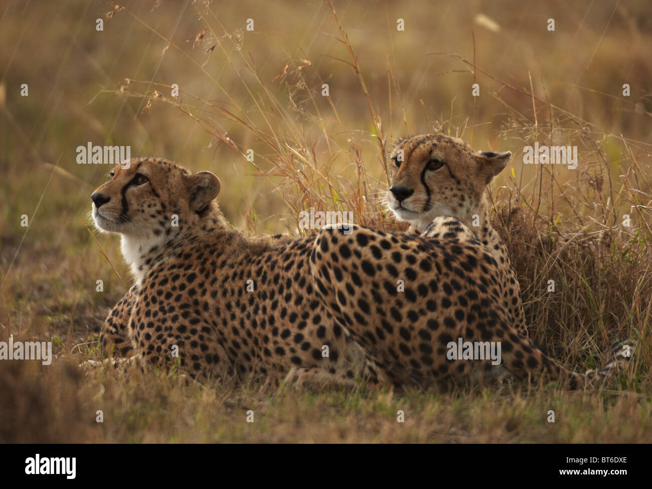 Cheetah in rain hi-res stock photography and images - Alamy
