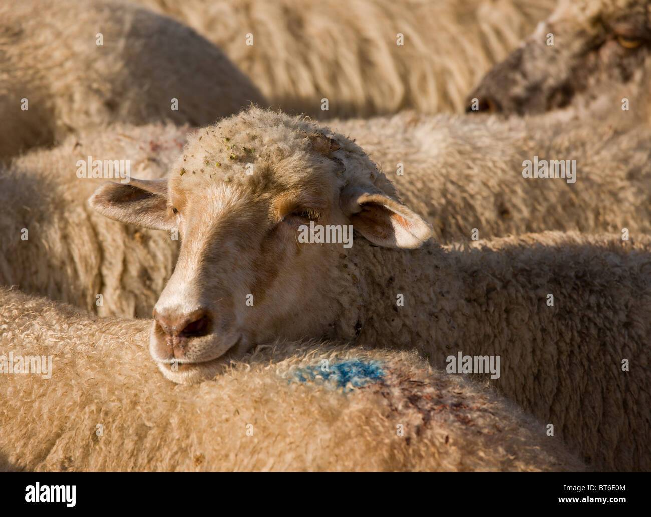 shepherds and communal sheep flock at traditional sheep-fold near ...