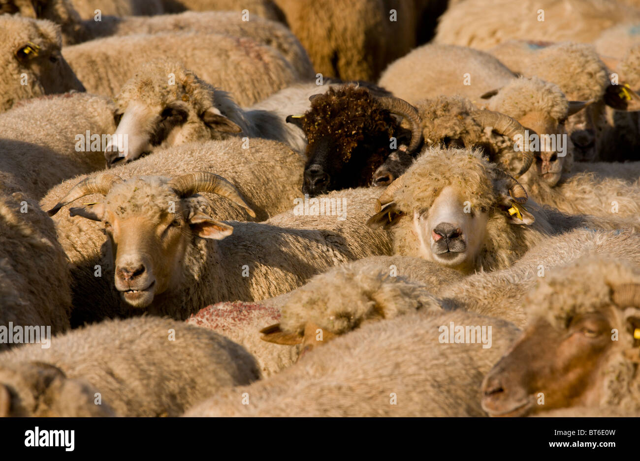 shepherds and communal sheep flock at traditional sheep-fold near ...