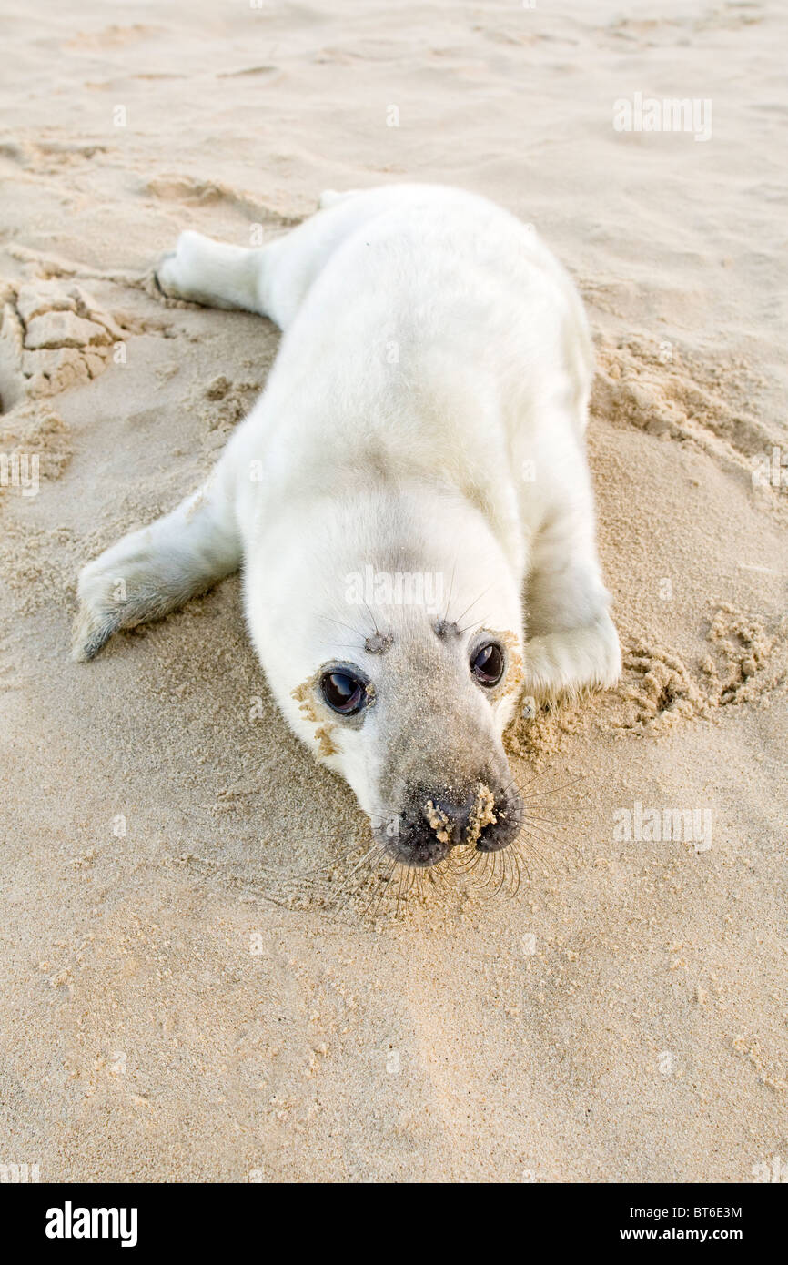 Seal pup alone on beach hi-res stock photography and images - Alamy