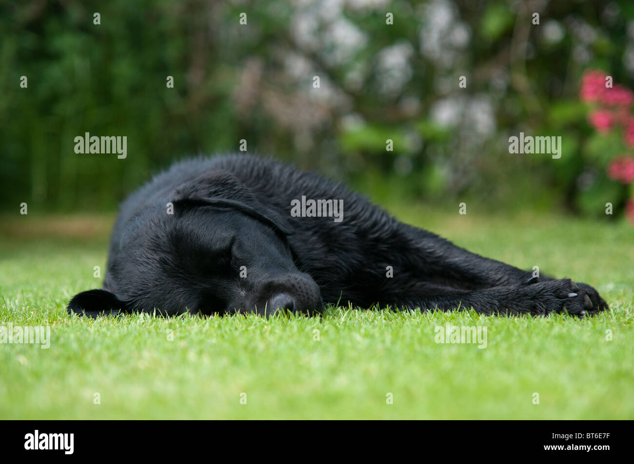 A young Black Labrador sleeping on the lawn Stock Photo - Alamy