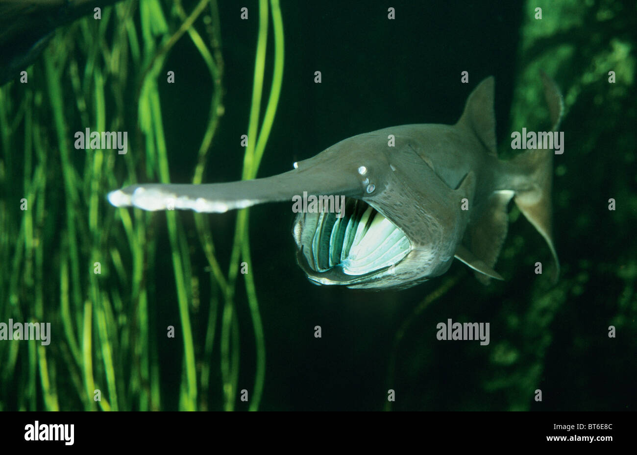 Paddlefishes hi-res stock photography and images - Alamy