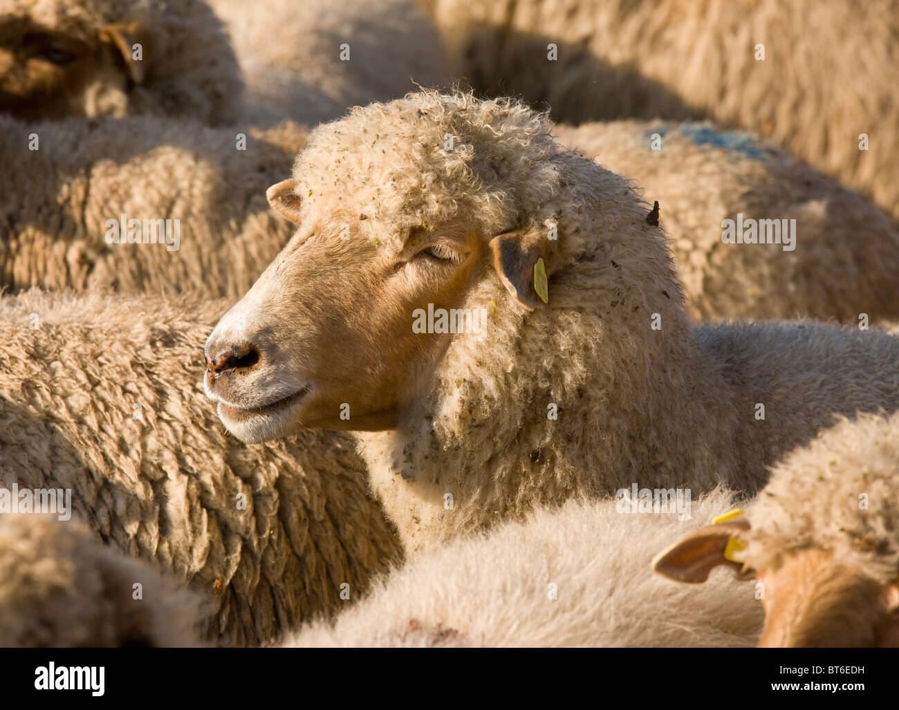 shepherds and communal sheep flock at traditional sheep-fold near ...