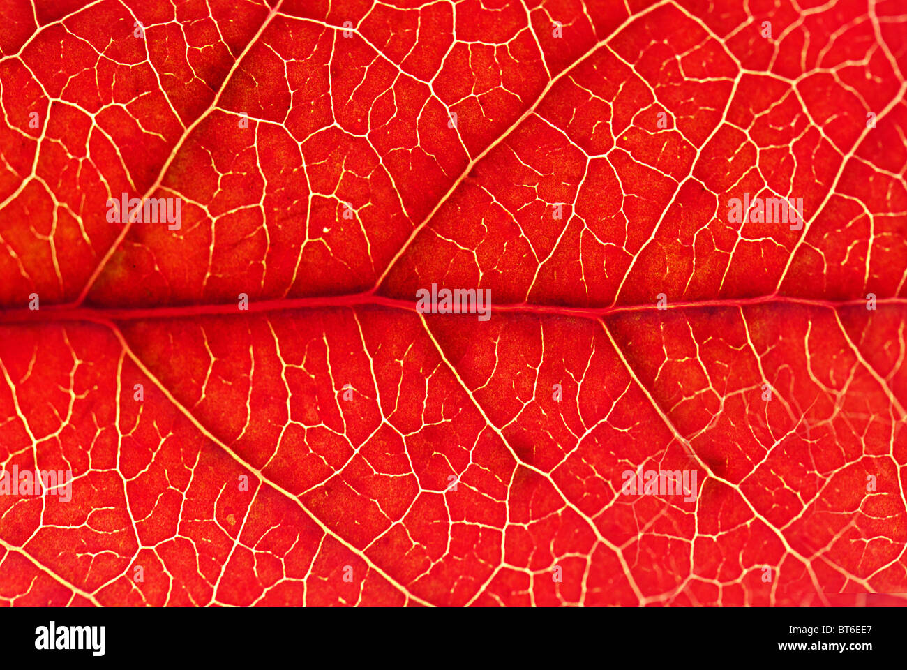 Red autumn leaf detail veins hi-res stock photography and images - Alamy