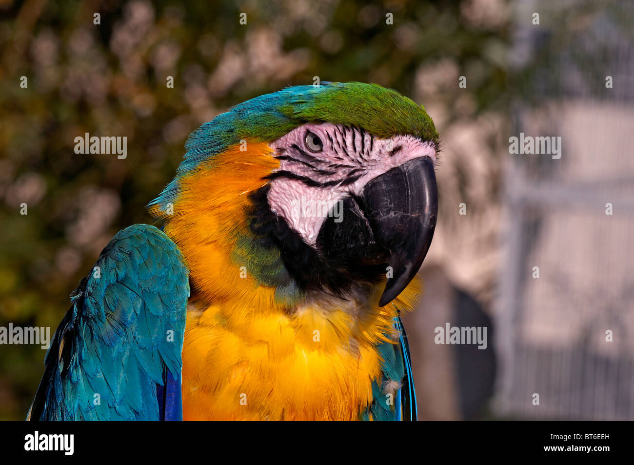 Parrot colours hi-res stock photography and images - Alamy