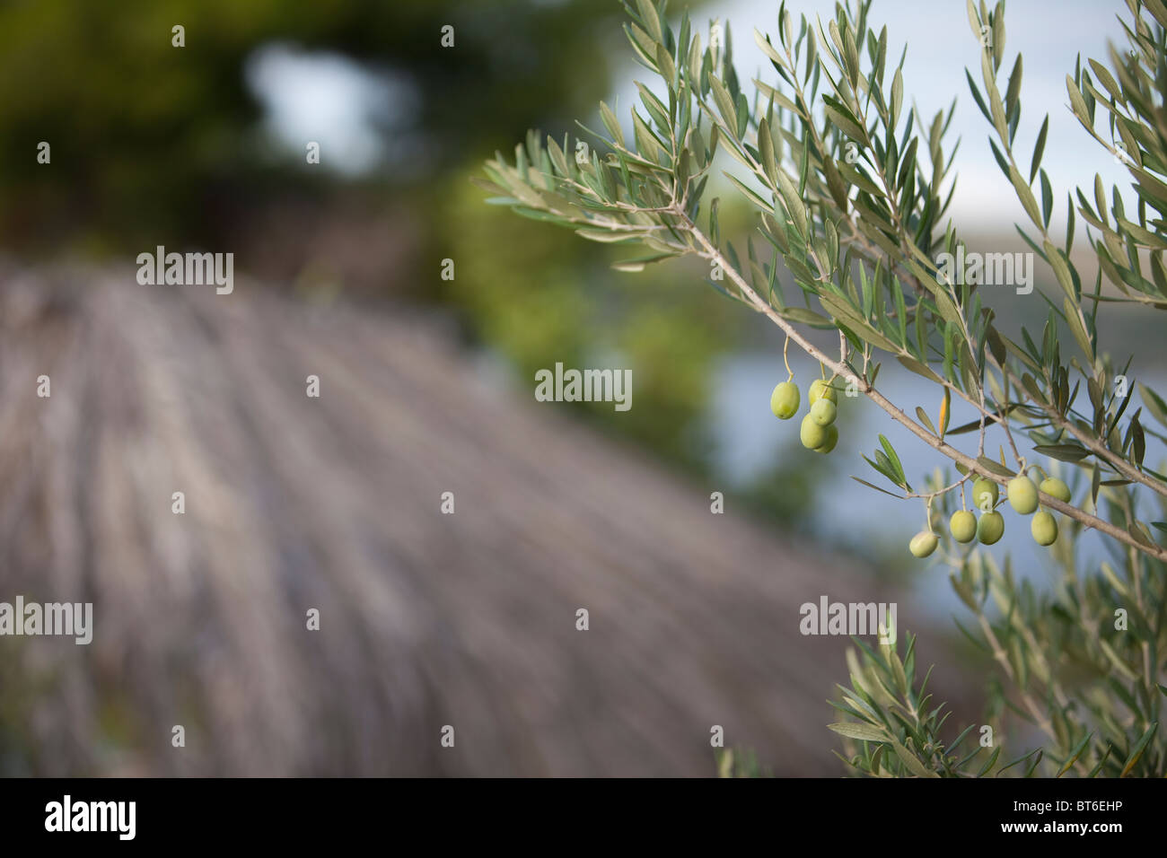 Olive tree with growing olives and a beach hut, Korčula Island, Croatia ...