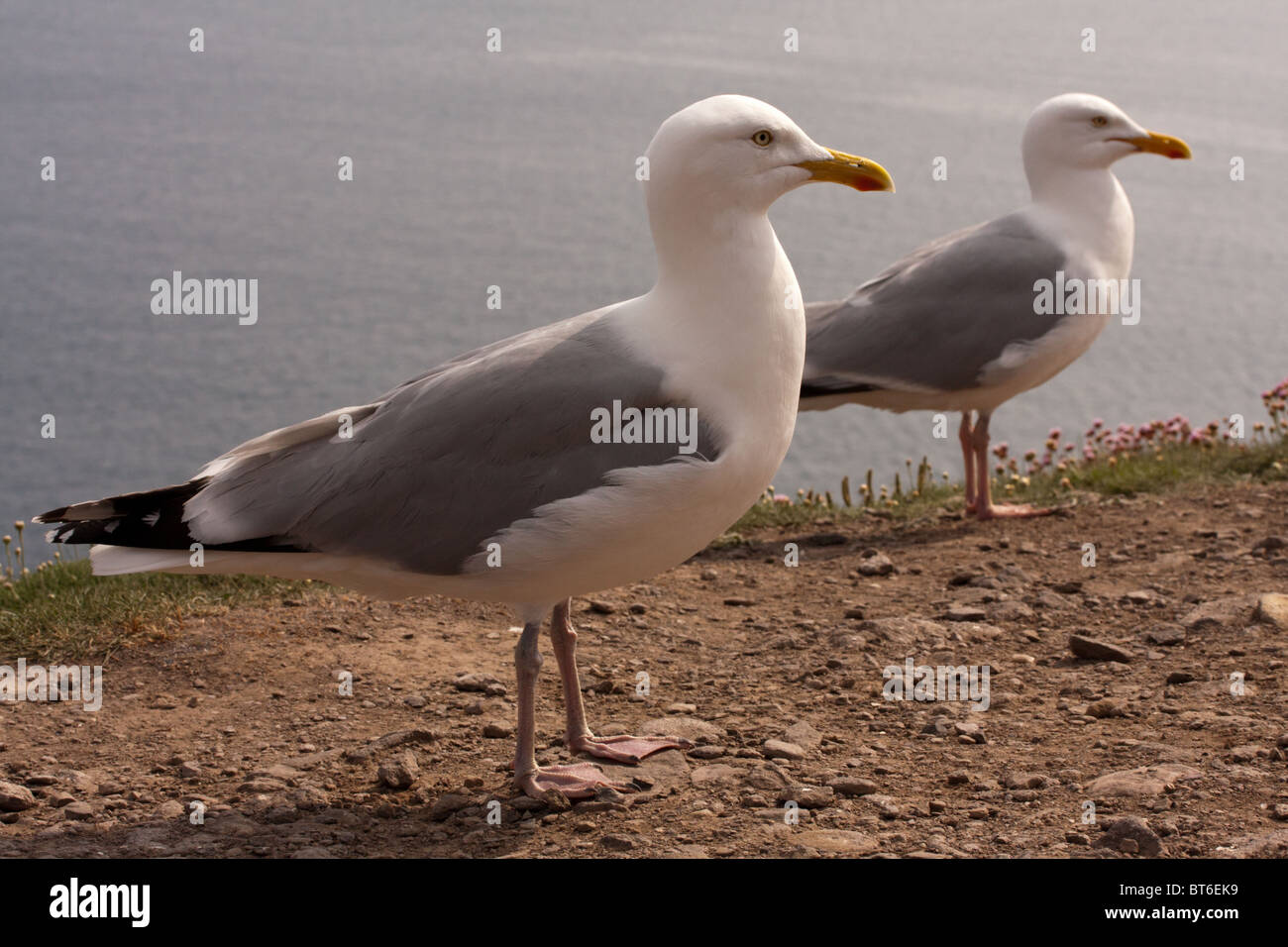 two seagulls at the cliffs in Ireland Stock Photo - Alamy