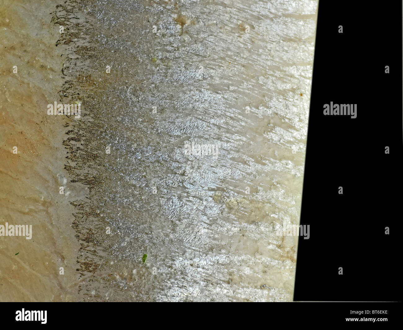 Matjes fish hi-res stock photography and images - Alamy