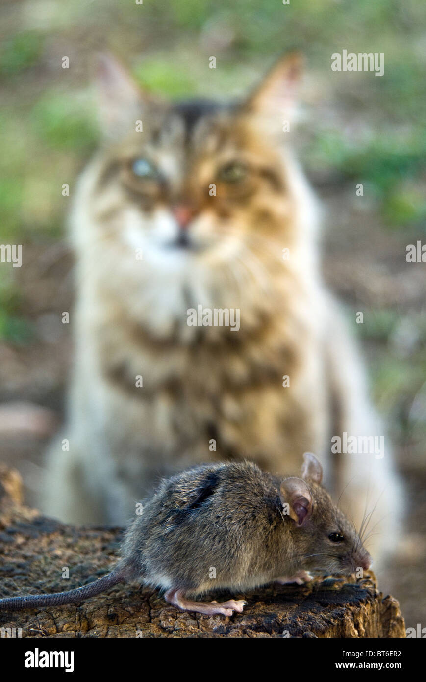 Common vole microtus arvalis field hi-res stock photography and images ...