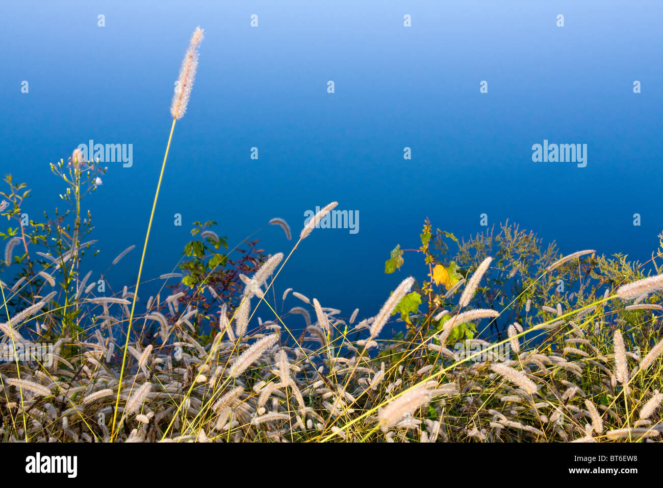 Foxtail Grass High Resolution Stock Photography and Images - Alamy